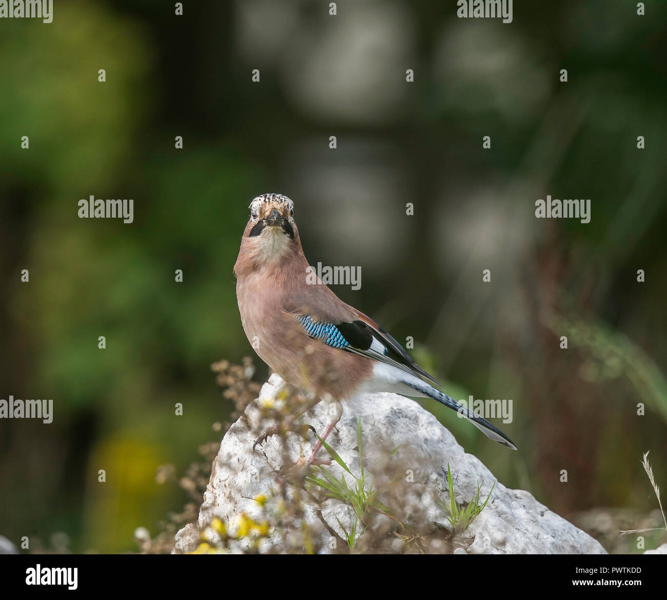 Gavin crow hi-res stock photography and images - Alamy