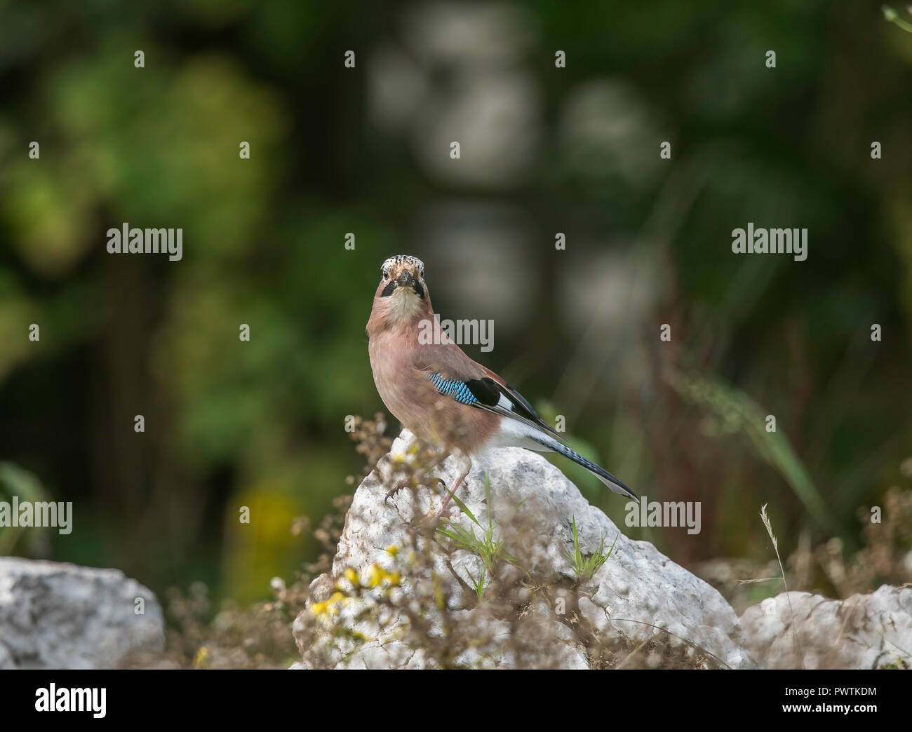 Gavin crow hi-res stock photography and images - Alamy