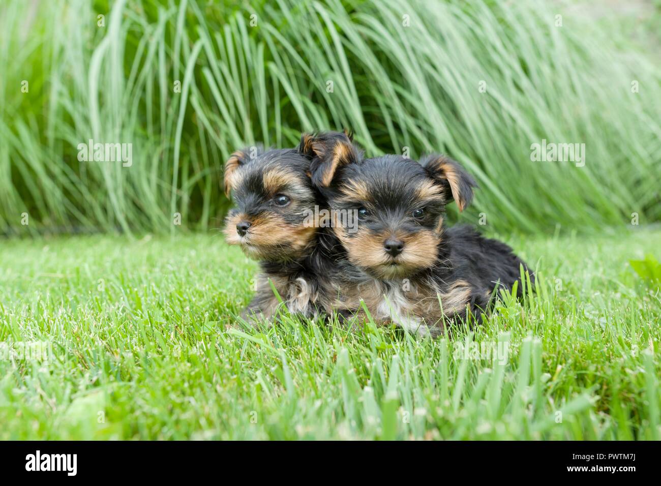 Yorkie playing in grass hi-res stock photography and images - Alamy