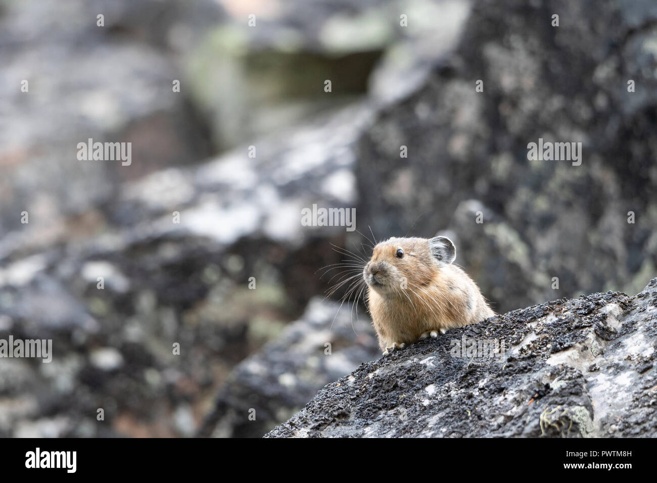American Pika (Ochotona princeps), Montana, North America Stock Photo ...