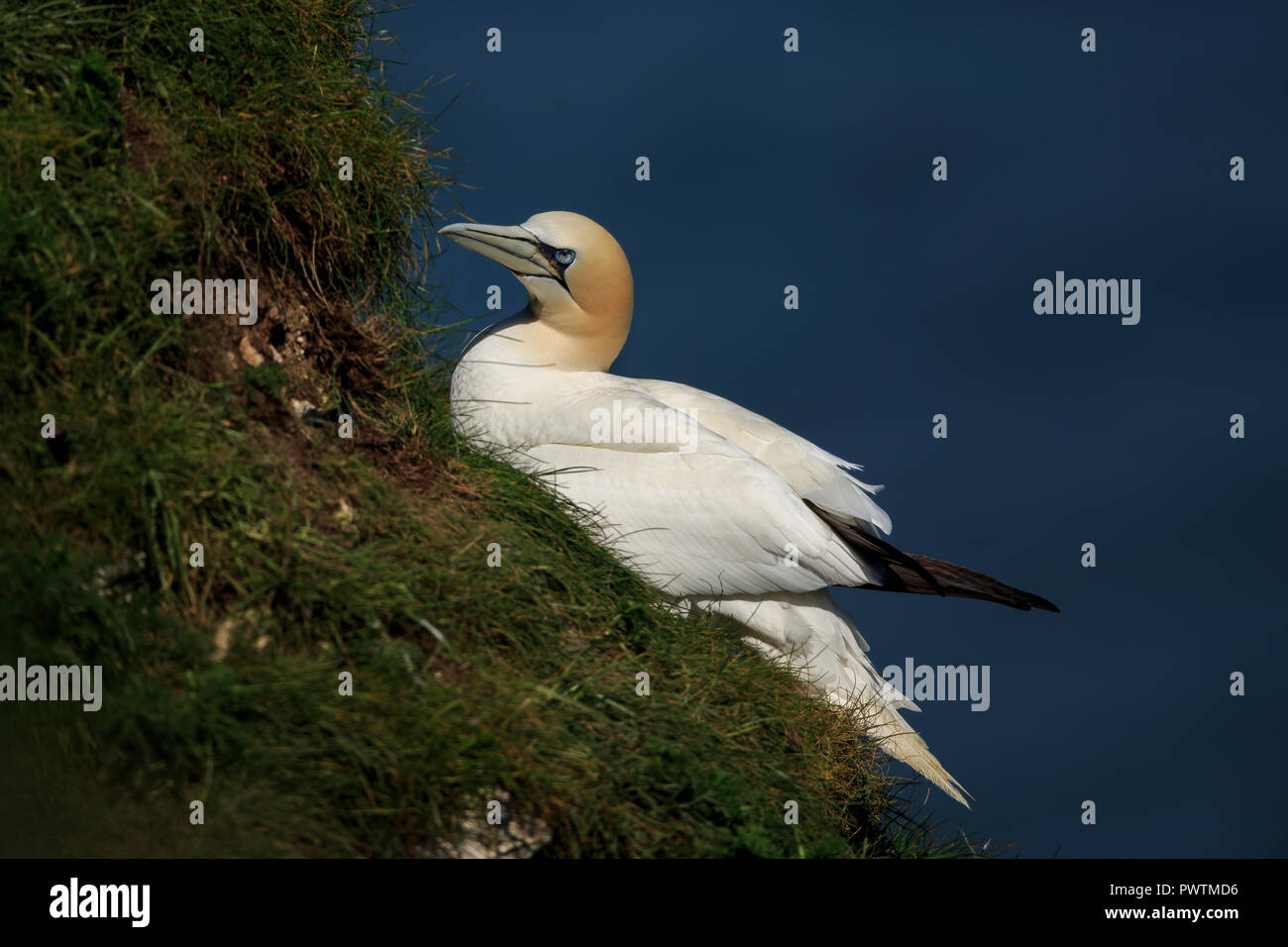 Gannet closeup head hi-res stock photography and images - Alamy