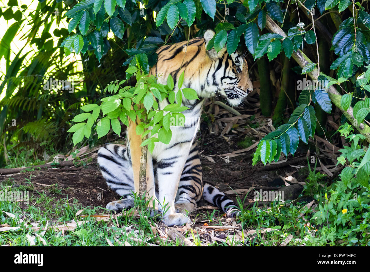 Bengal tiger (Panthera tigris) sitting in bushes, looking to the right ...