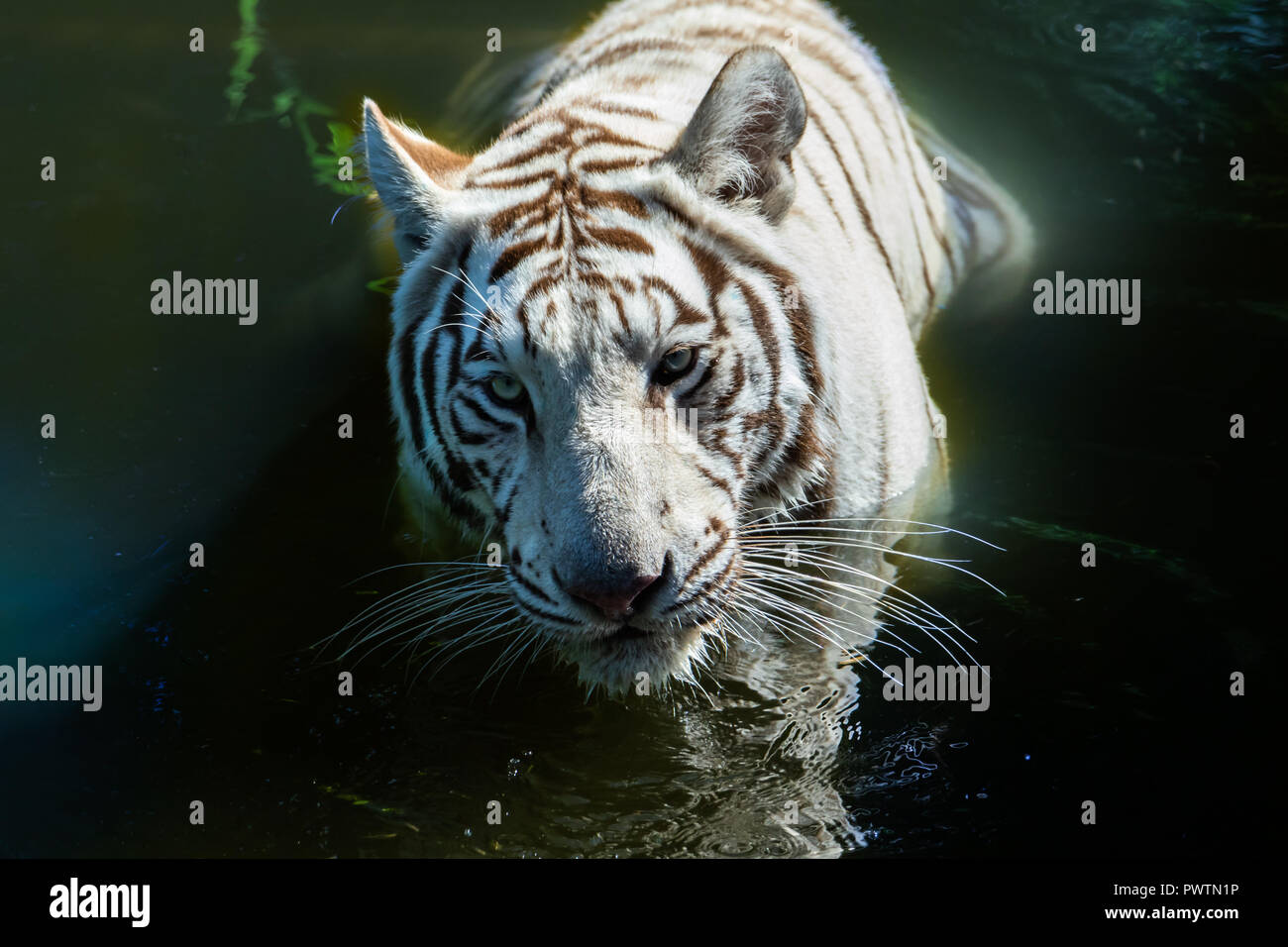 White Bengal tiger (Panthera tigris) in water. Closeup view of its head ...