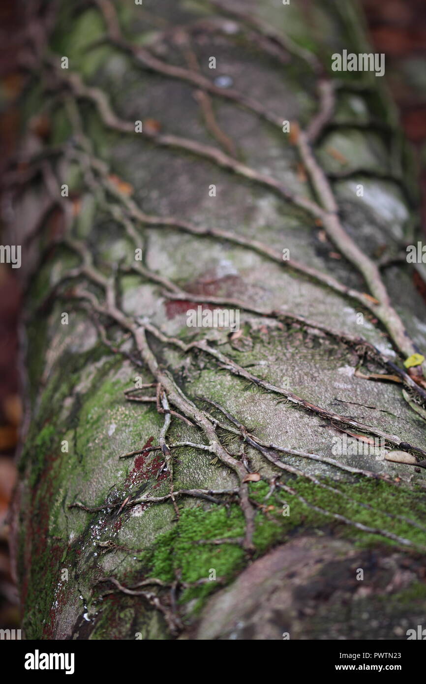 Tree trunk with ivy Stock Photo - Alamy