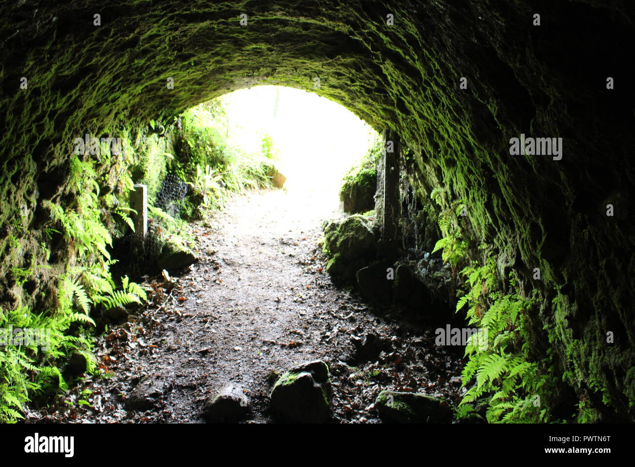 Greenery inside cave Stock Photo - Alamy