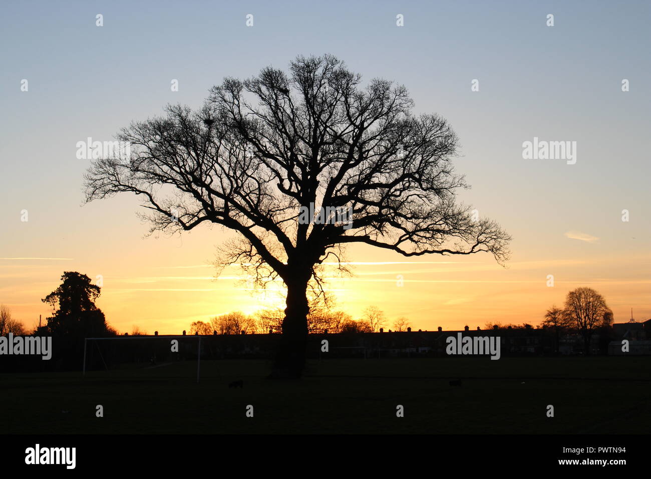 Oak tree silhouette with sunrise Stock Photo - Alamy