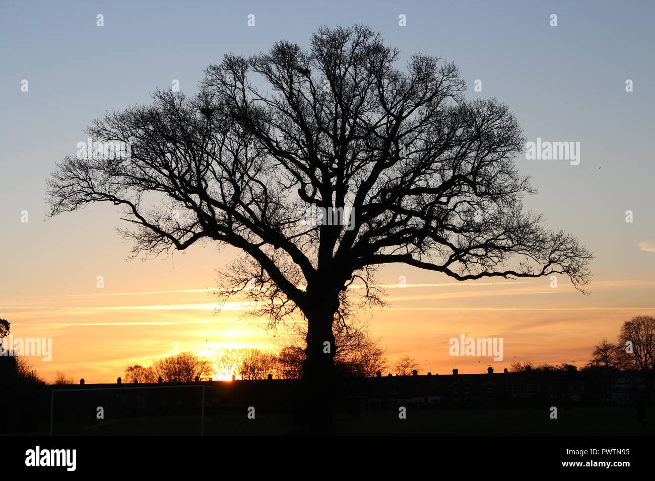Oak tree silhouette at sunrise hi-res stock photography and images - Alamy