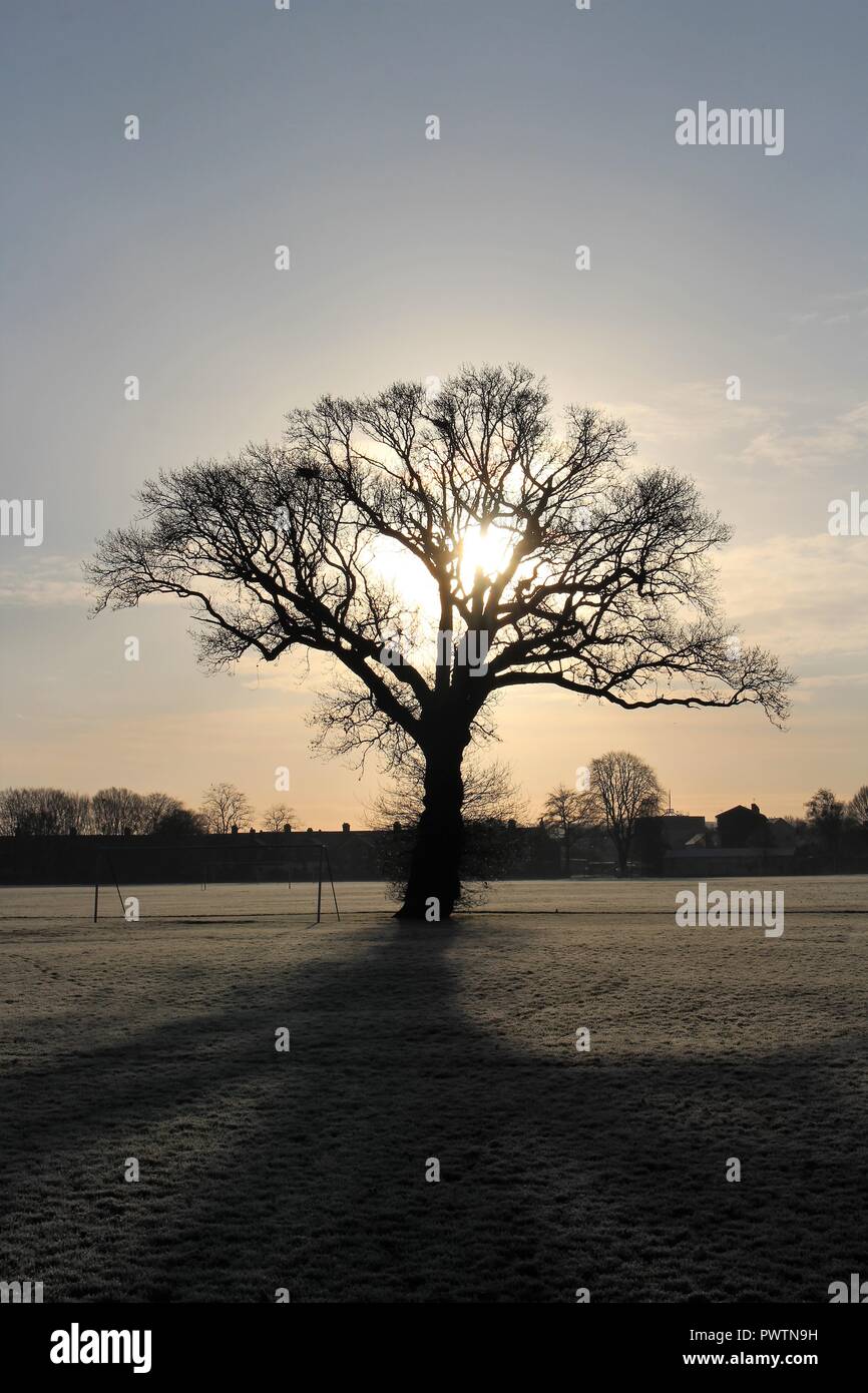 Oak treeline hi-res stock photography and images - Alamy