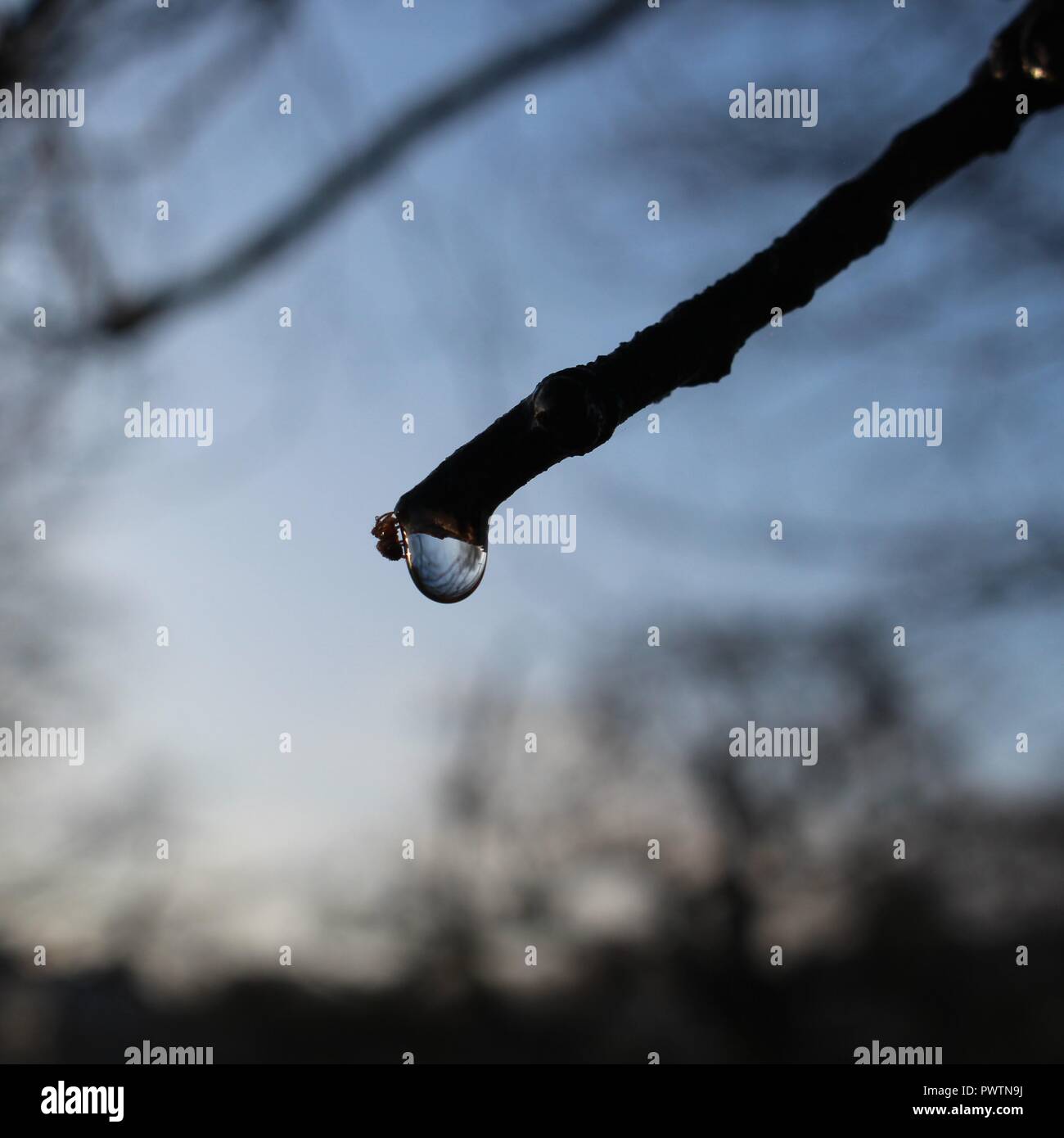 Frozen water droplet on end of branch Stock Photo - Alamy