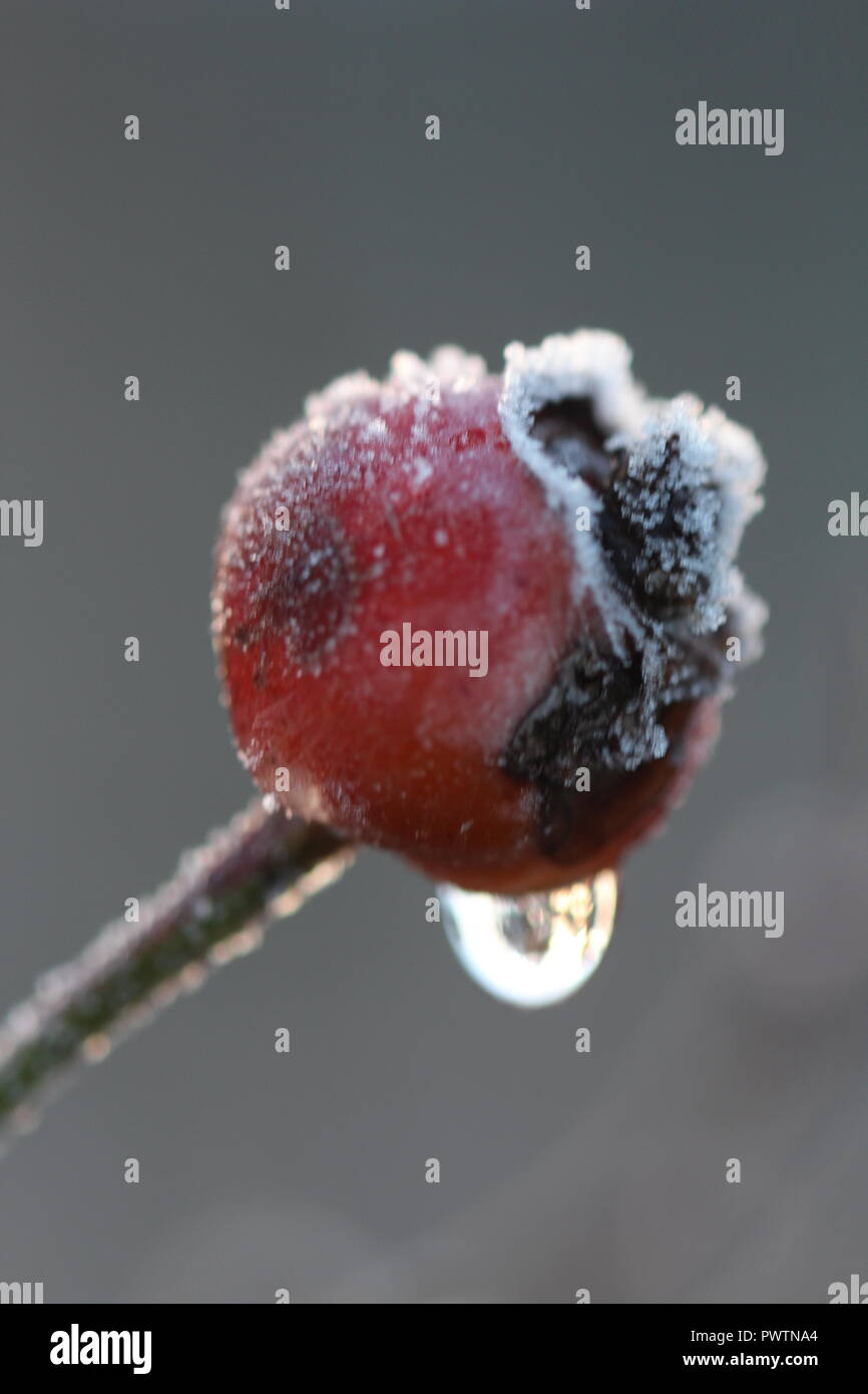 Frozen raindrop hi-res stock photography and images - Alamy