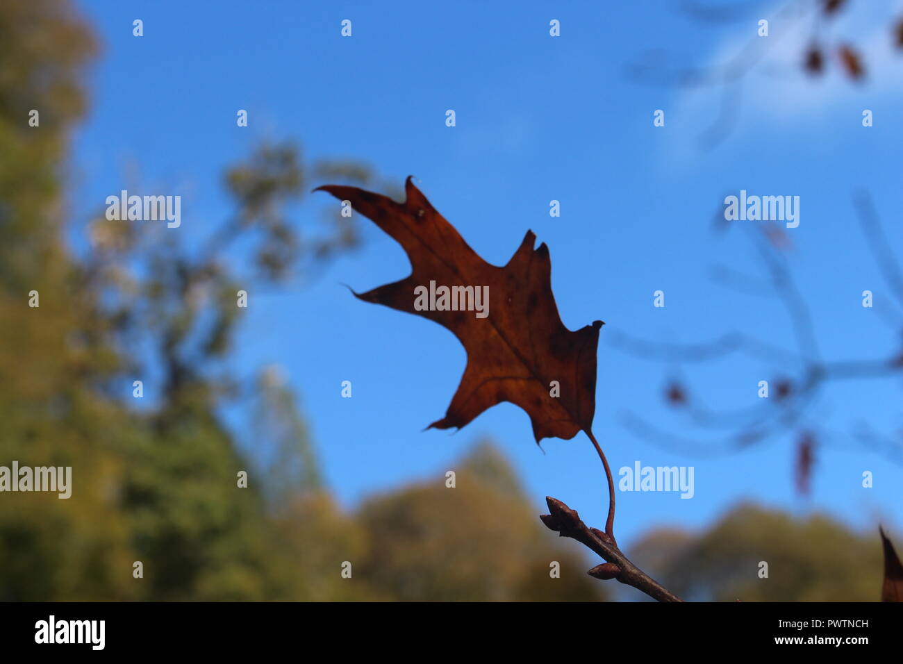 Single oak leaf hi-res stock photography and images - Alamy