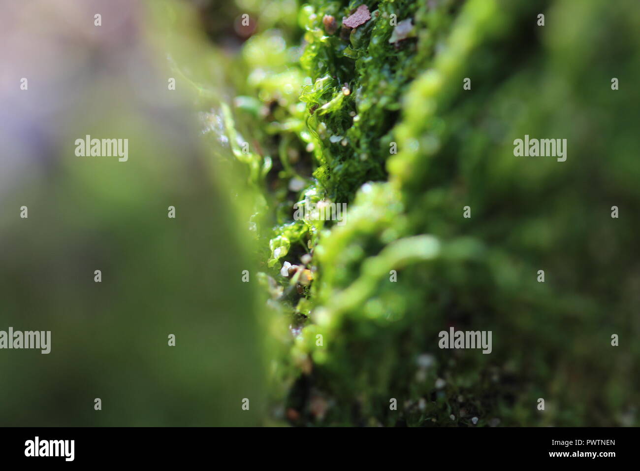 Seaweed up close hi-res stock photography and images - Alamy