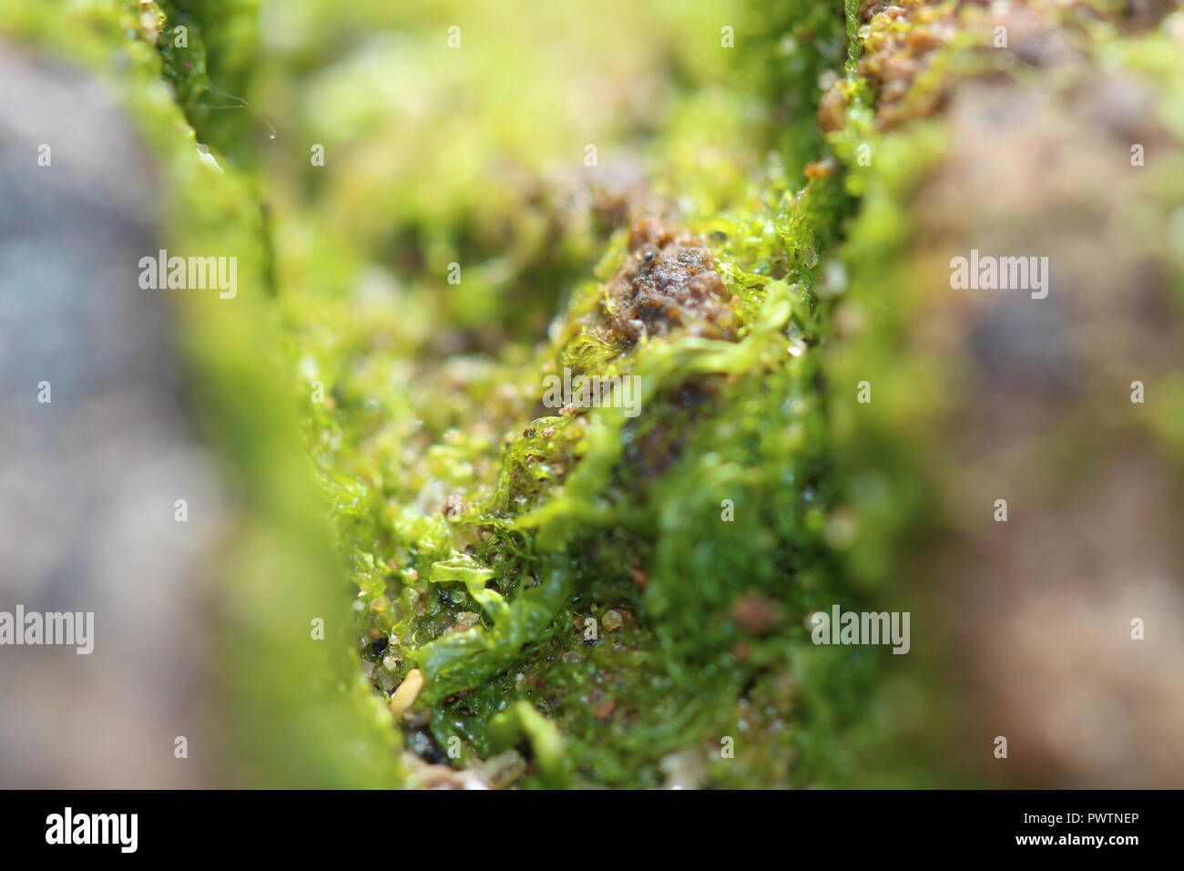 Seaweed up close Stock Photo - Alamy