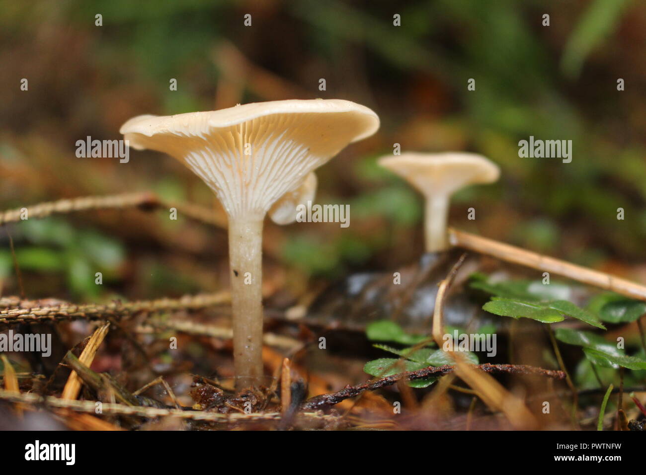 Fungi in the forest Stock Photo - Alamy