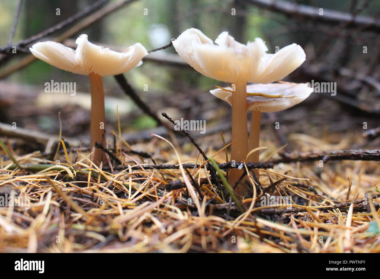 Fungi in the forest Stock Photo - Alamy