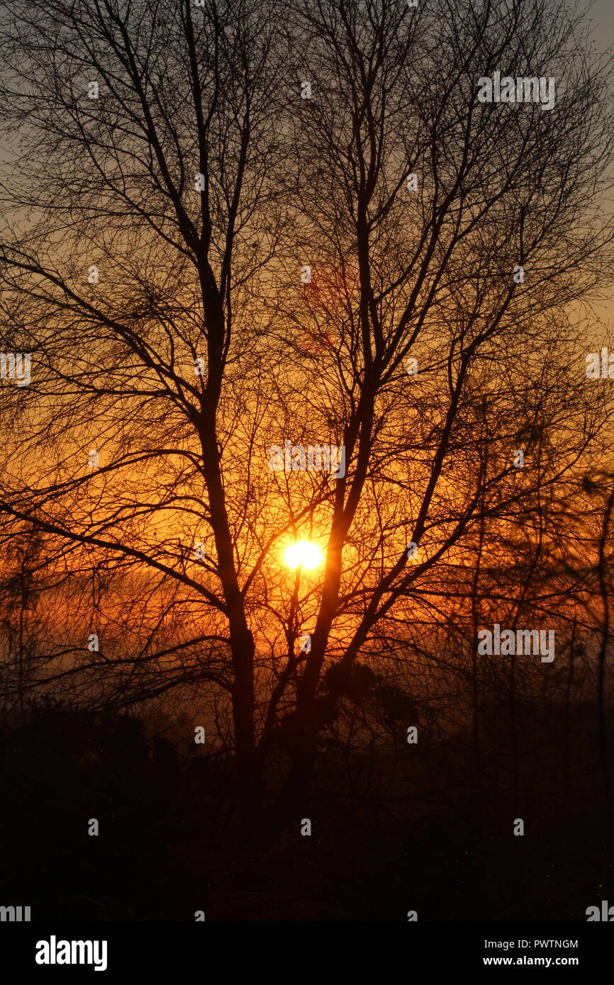 Early morning sunrise with trees Stock Photo - Alamy