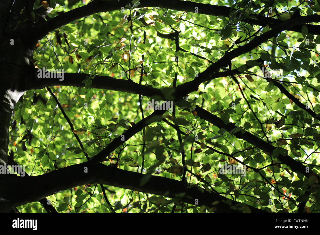 Beech tree canopy hi-res stock photography and images - Alamy