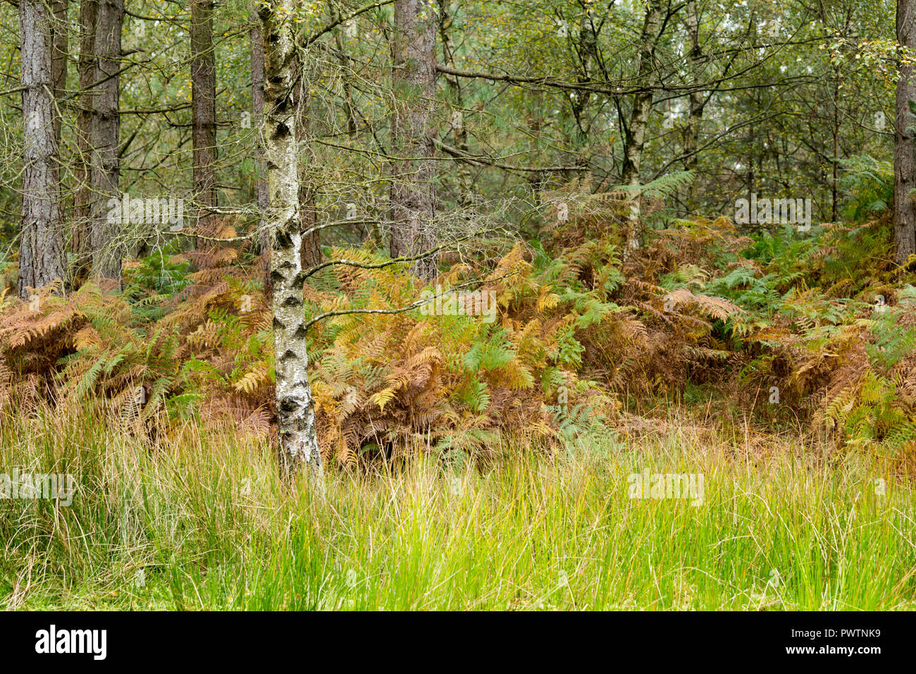 New forest silver birches hi-res stock photography and images - Alamy