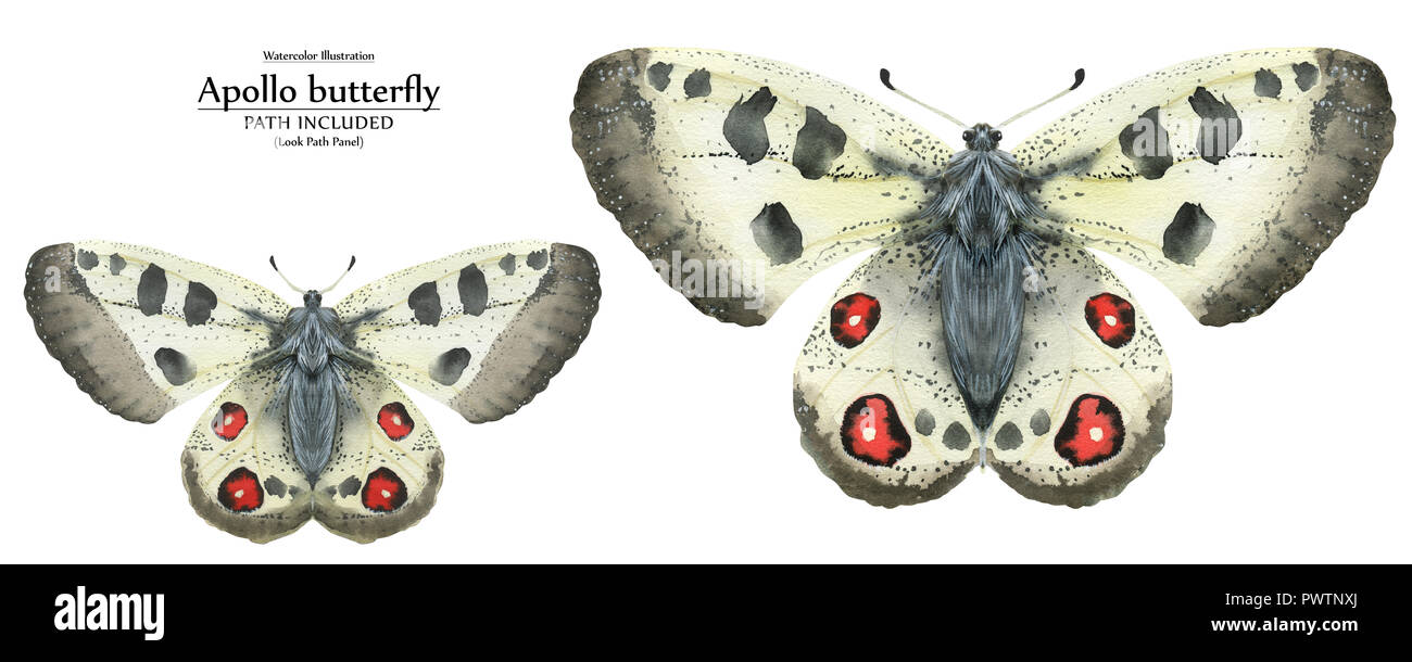 Two white butterflies Apollo by watercolor. Realistic illustration of ...