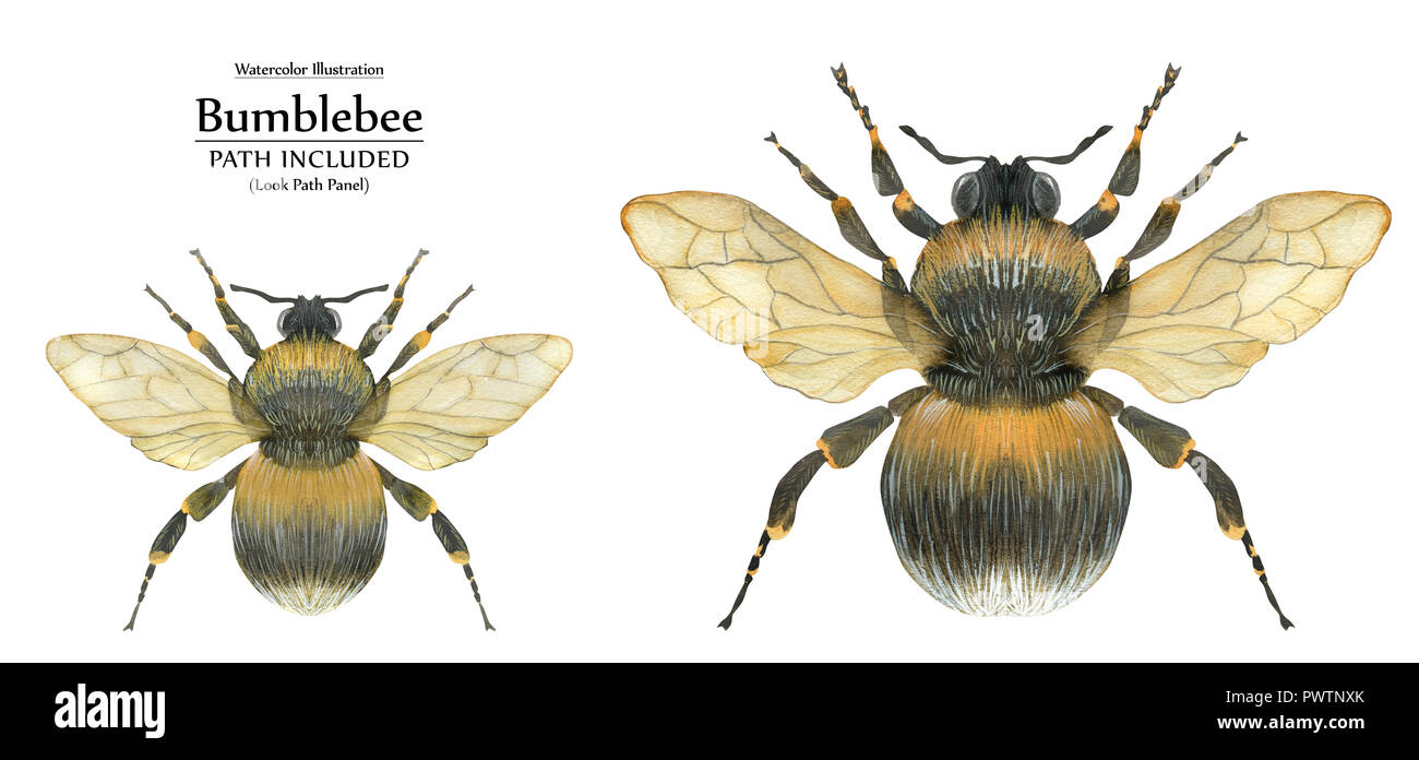 Two fluffy bumblebees by watercolor. Realistic illustration of wild ...