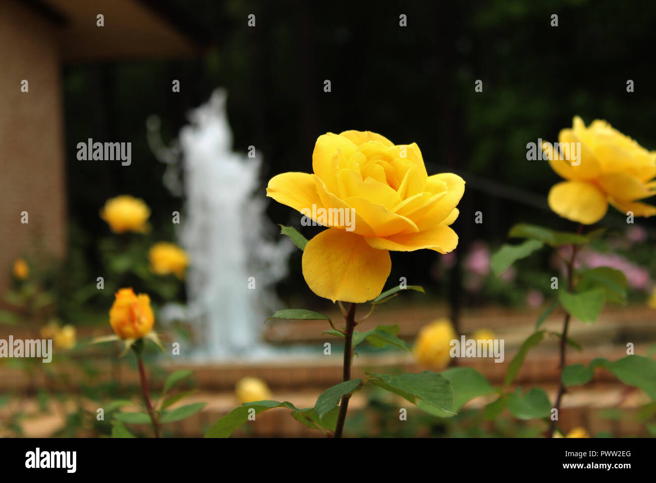 Yellow Roses with Fountain Stock Photo - Alamy