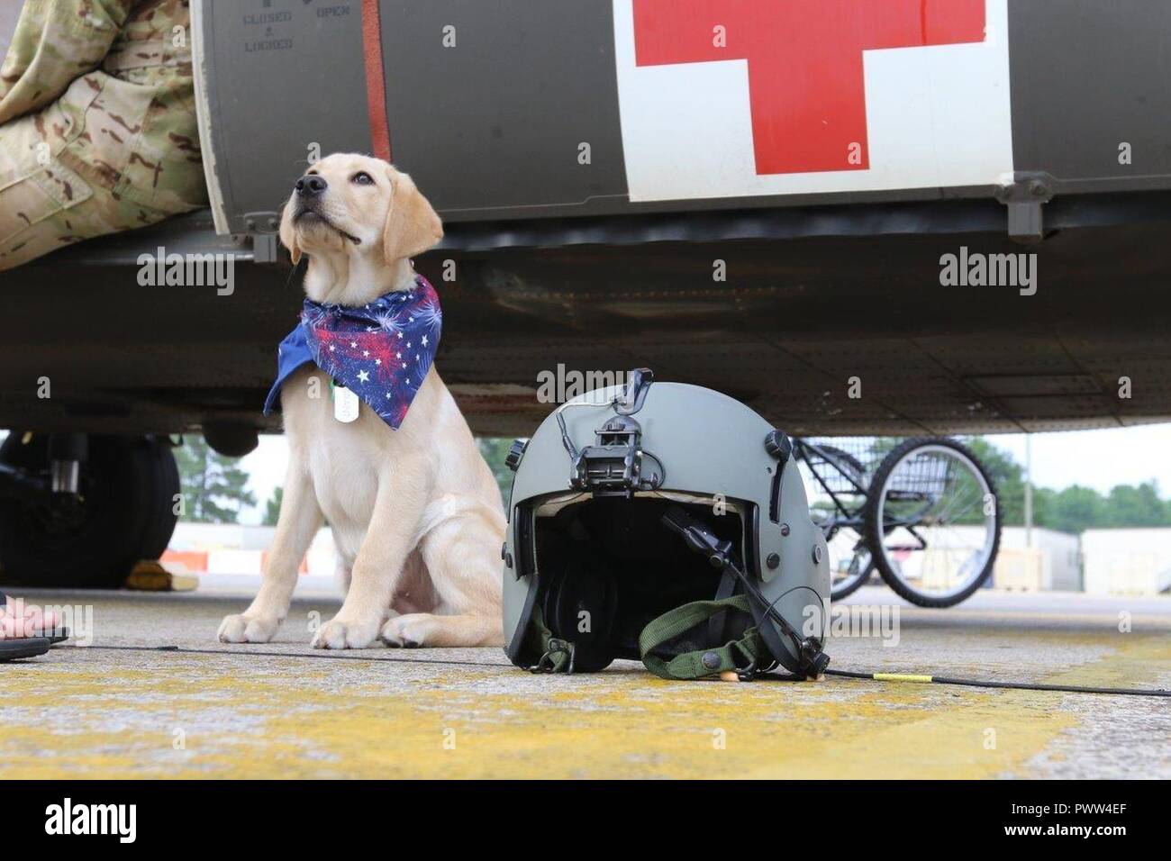 A guide dog in training sits next to a pilot’s helmet on Hunter Army ...