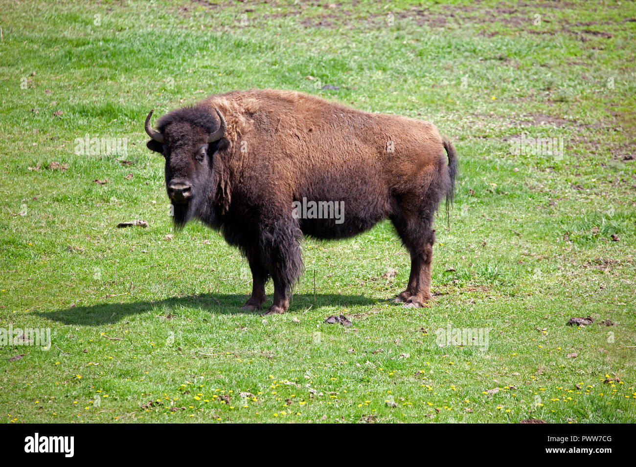 Buffalo standing in a ranch corral probably used for breeding and lean ...