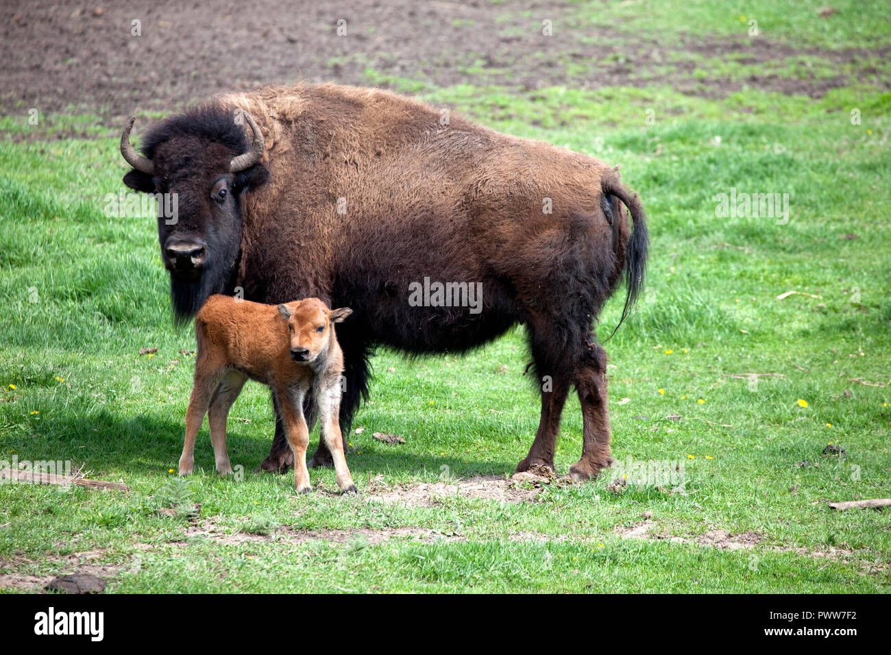 Mother buffalo with baby calf in a ranch corral. Probably used for ...