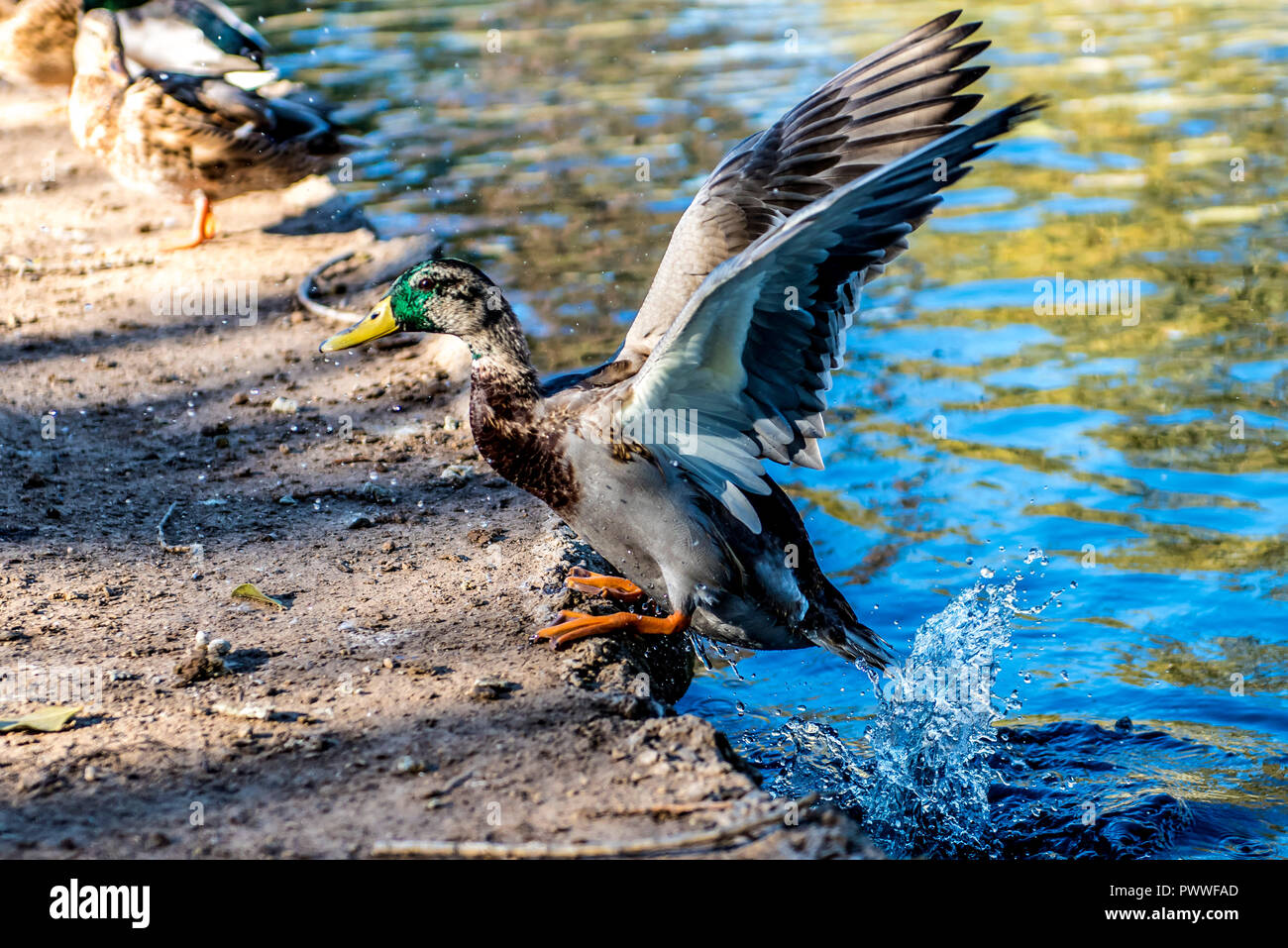 Duck jumping out of pond in Tewinkle Park, Costa Mesa, California Stock ...