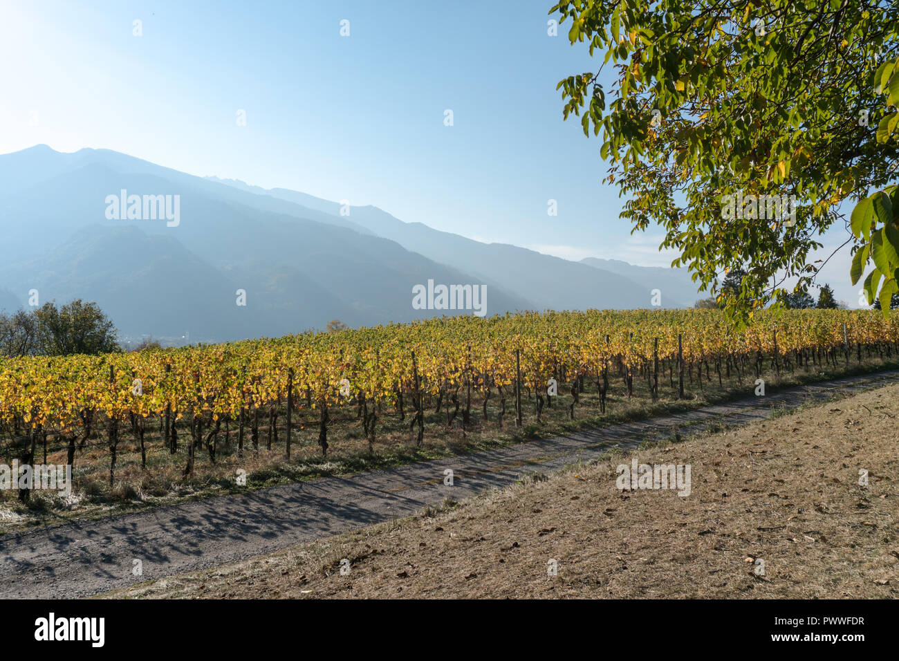 panorama landscape with alpine village and golden vineyard under ...