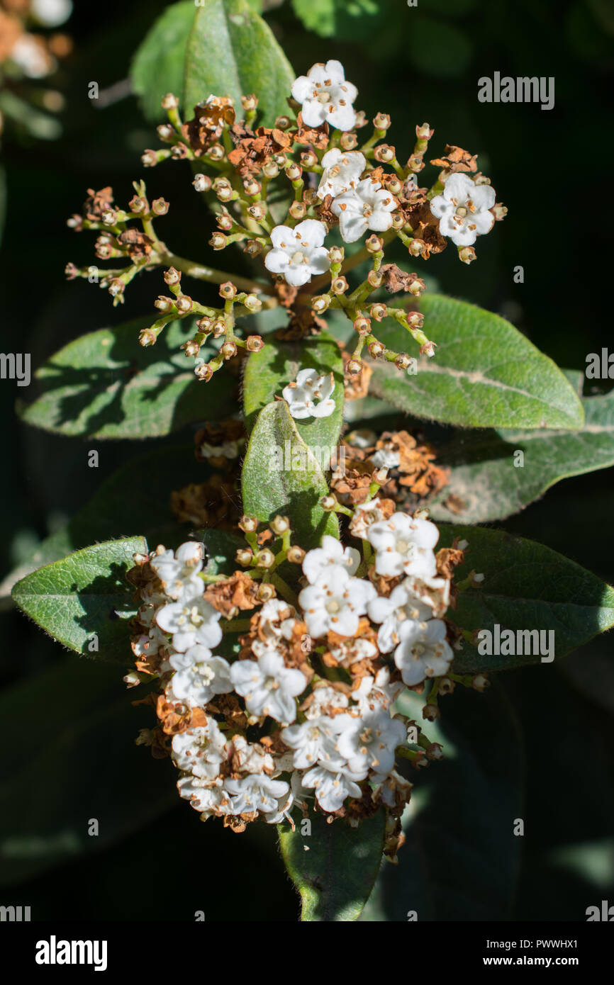 Tree bloom blossom beautiful flowers in spring season Stock Photo - Alamy