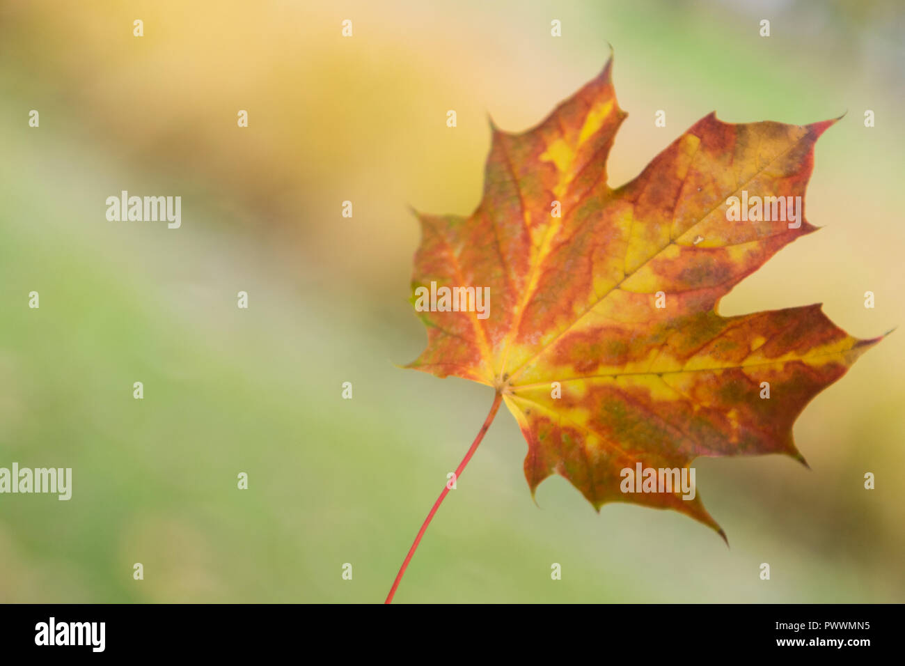 Yellow - red leaf on the yellow - green background Stock Photo - Alamy