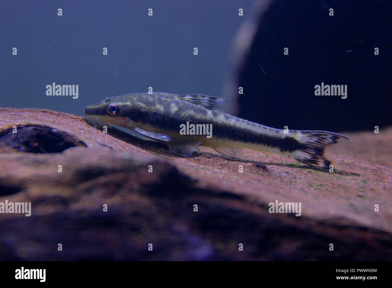 Otocinclus hi-res stock photography and images - Alamy