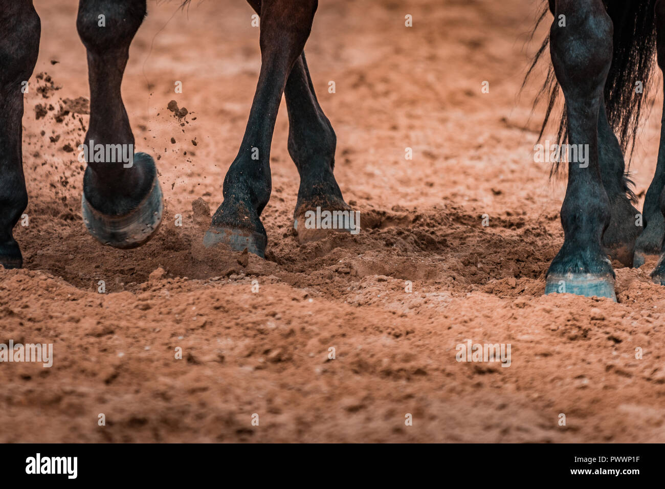 Wild horses galloping wildly in a rodeo show. Details and focus on feet ...