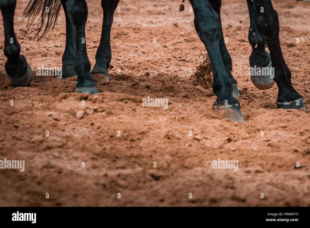 Wild horses galloping wildly in a rodeo show. Details and focus on feet ...