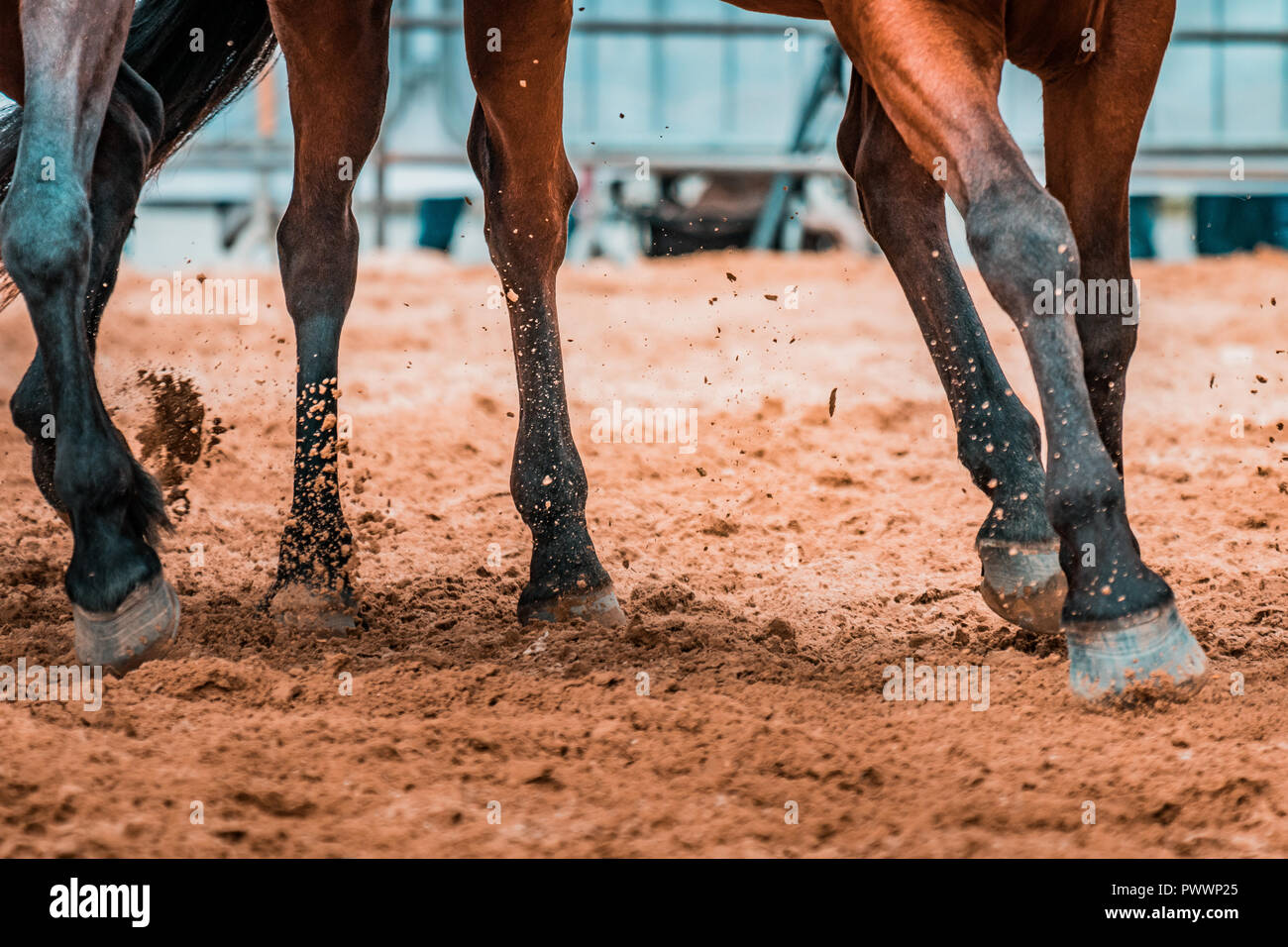 Galloping Horse Hooves High Resolution Stock Photography and Images - Alamy
