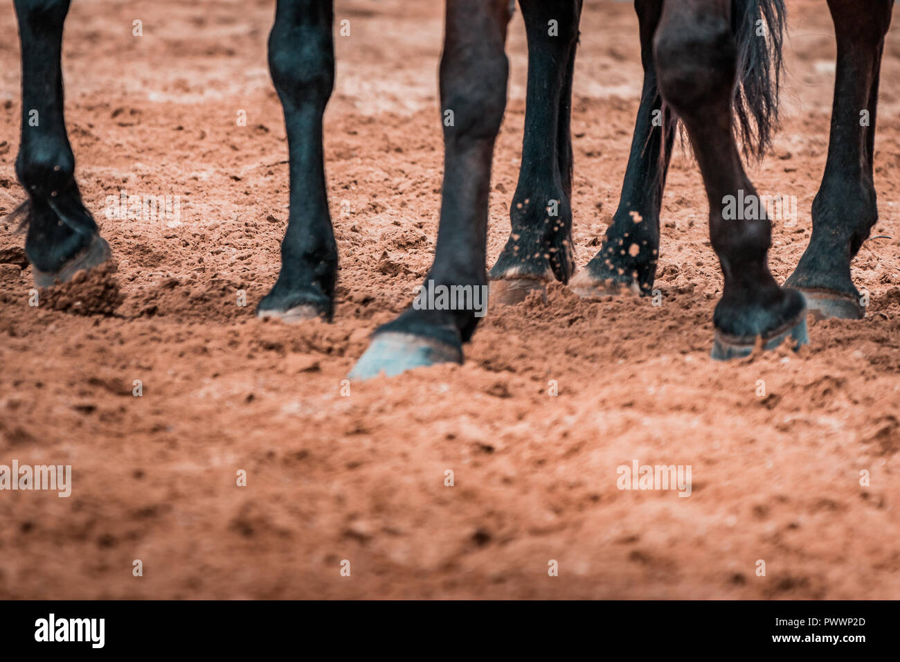 Horse's legs galloping close up hi-res stock photography and images - Alamy