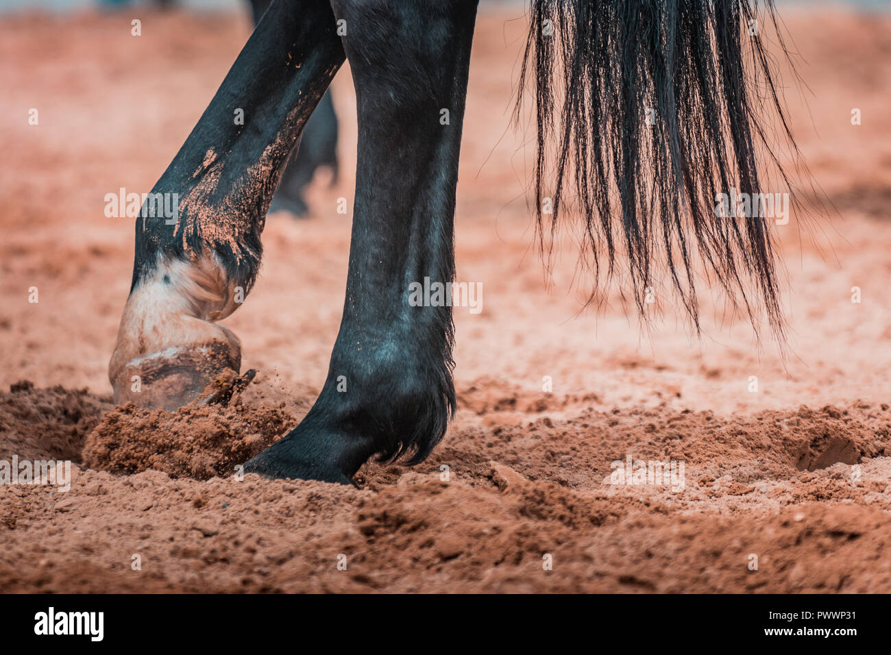 Horse's legs galloping close up hi-res stock photography and images - Alamy
