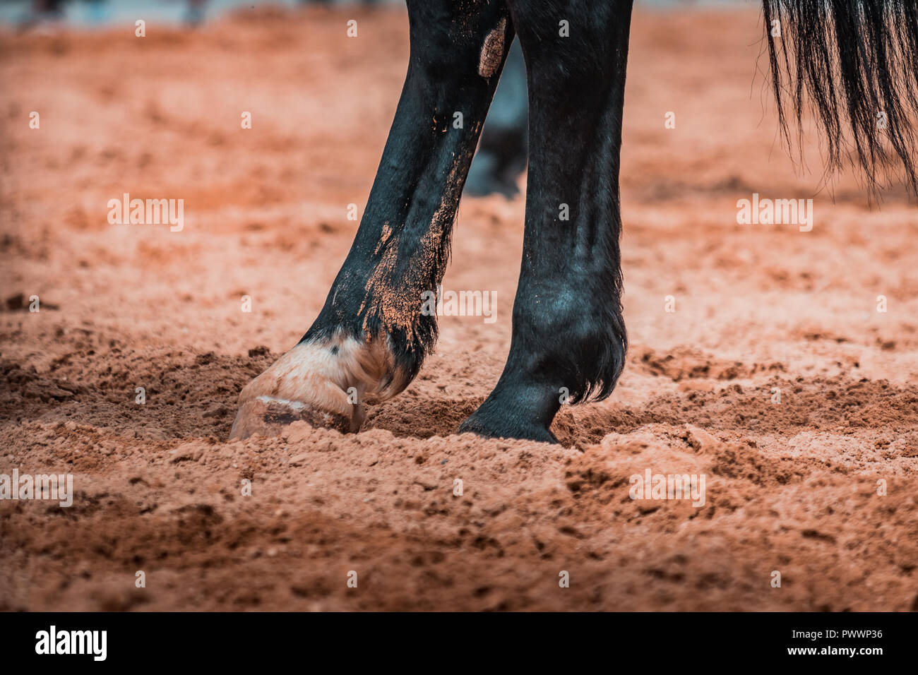 Horse's legs galloping close up hi-res stock photography and images - Alamy