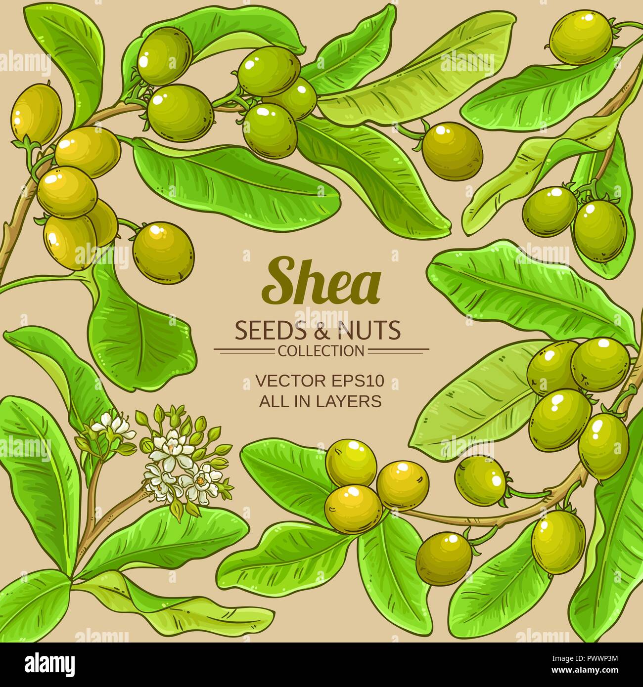 shea vector frame on color background Stock Vector Image & Art - Alamy