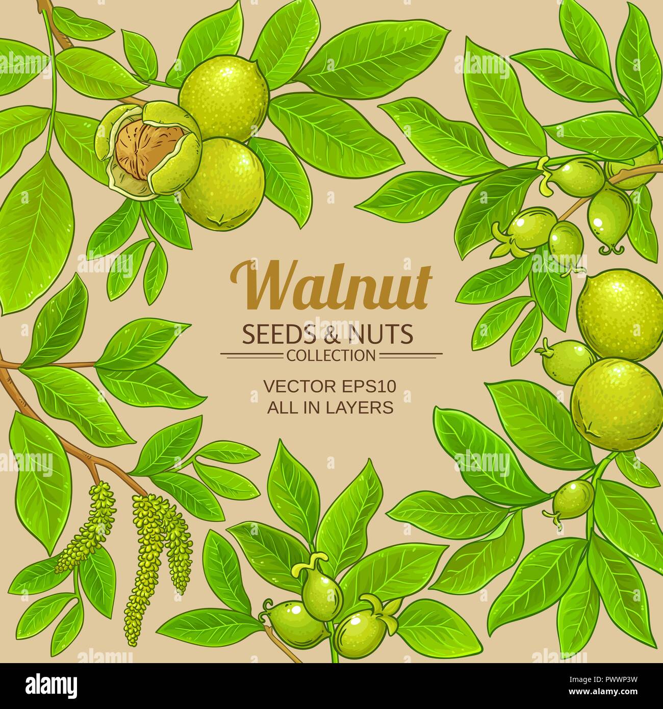 walnut vector frame on color background Stock Vector Image & Art - Alamy