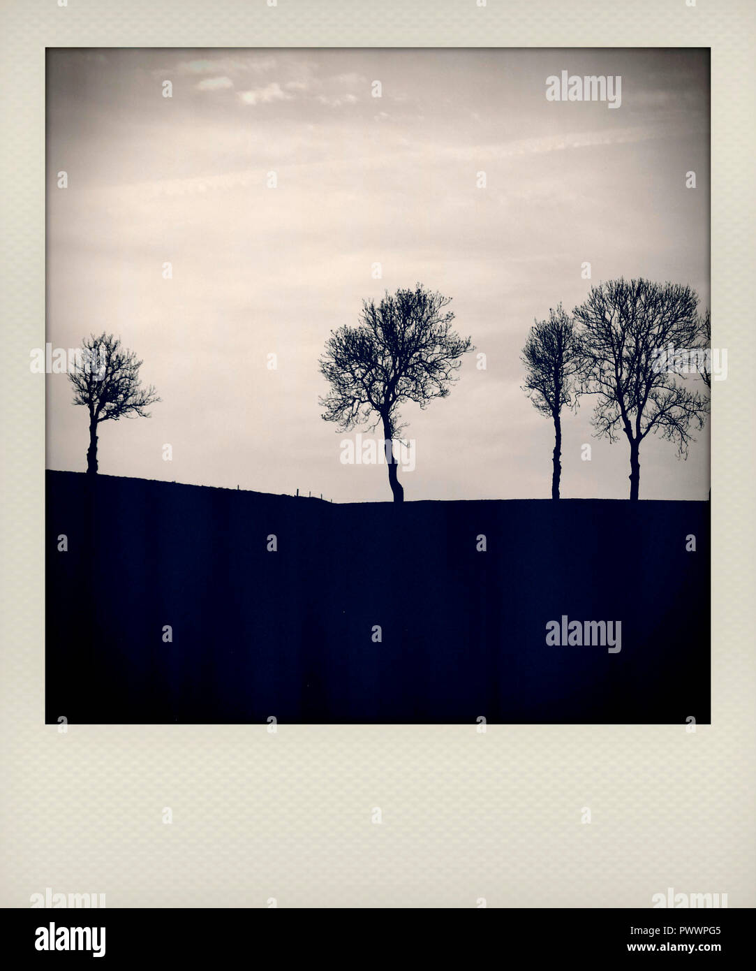 Trees isolated in a landscape, France Stock Photo - Alamy