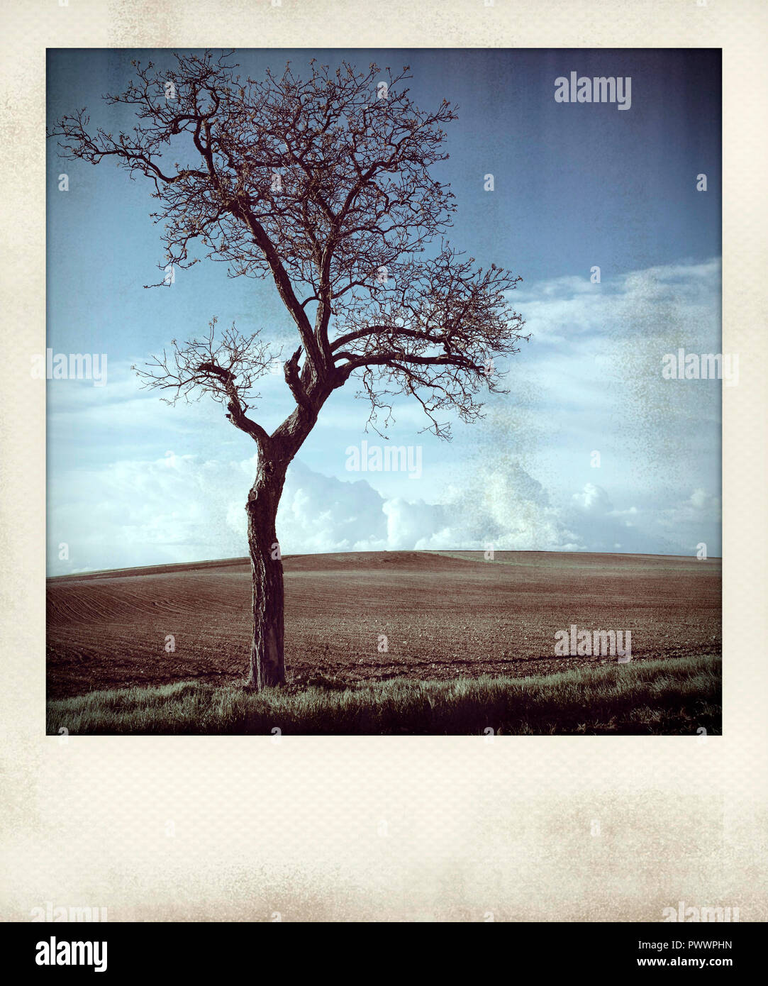 Isolated tree oak hi-res stock photography and images - Alamy