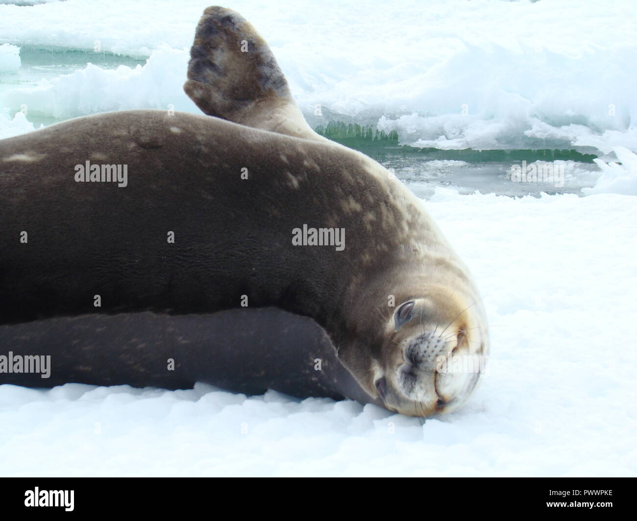 Predator of penguins hi-res stock photography and images - Alamy