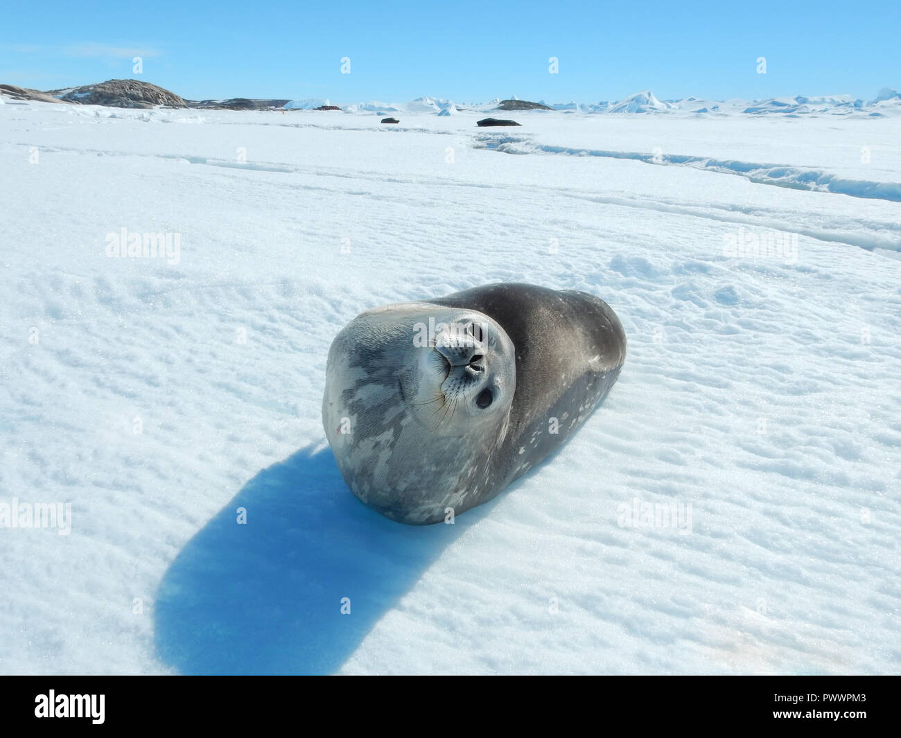 Predator of penguins hi-res stock photography and images - Alamy