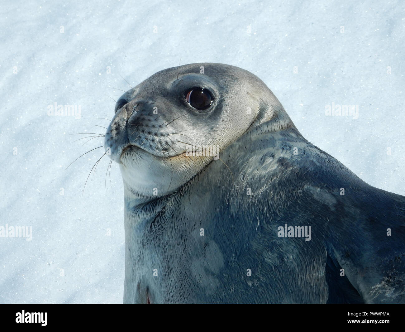Predator of penguins hi-res stock photography and images - Alamy