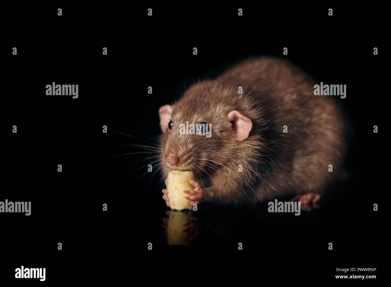 Rat eating cheese hi-res stock photography and images - Alamy