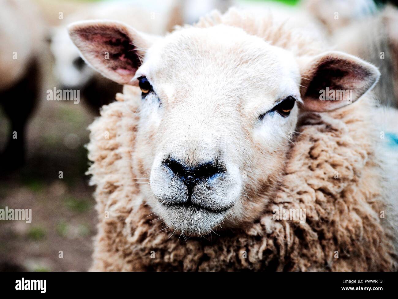 Rescue sheep hi-res stock photography and images - Alamy