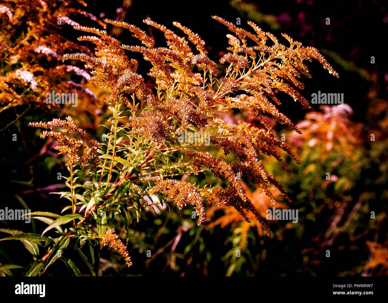 Golden thistle of scotland hi-res stock photography and images - Alamy