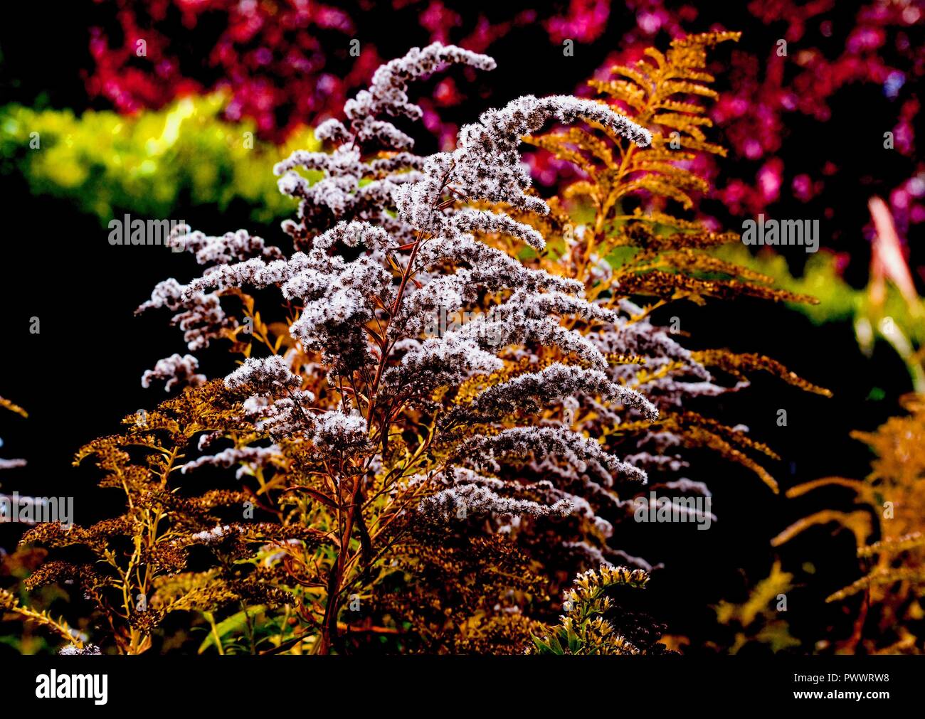 Golden thistle of scotland hi-res stock photography and images - Alamy